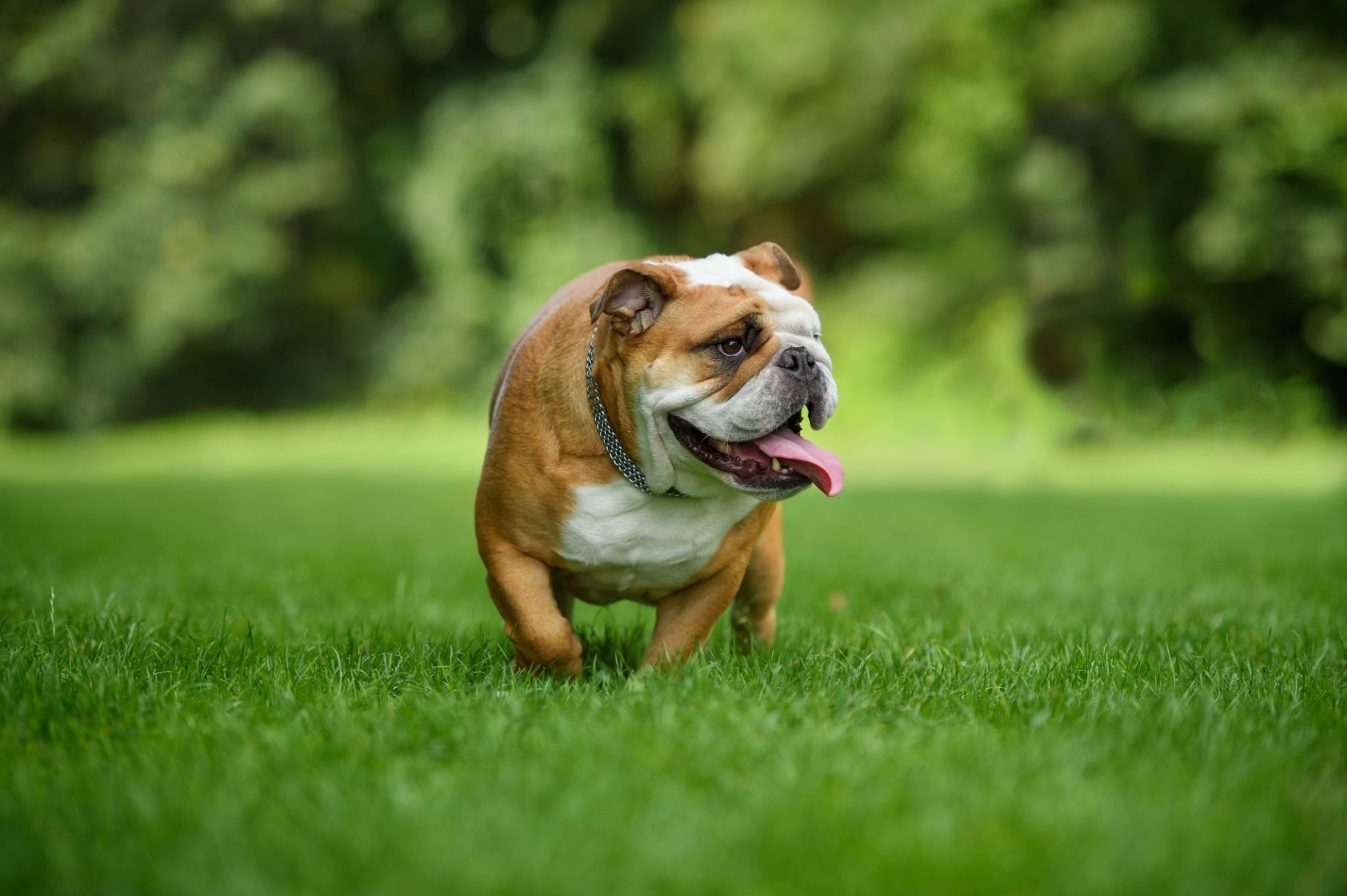 English Bulldog Back Leg Problems And How To Remedy Them